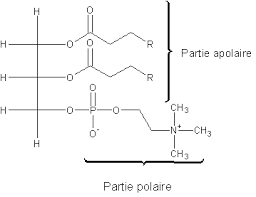 Le rôle du jaune d'oeuf