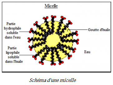 Le rôle du jaune d'oeuf